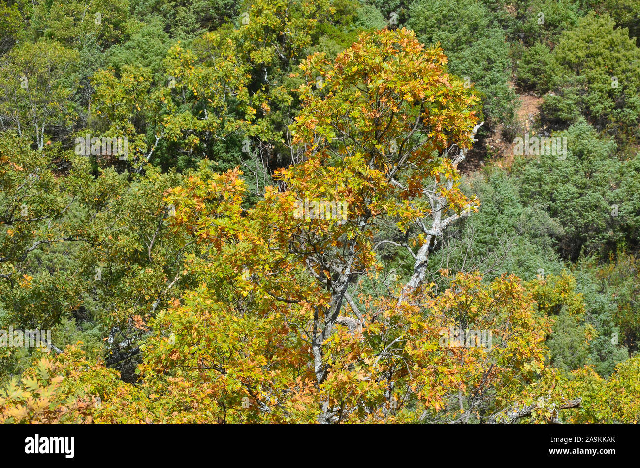 Robledo de las Hoyas oak forest in Sierra Madrona natural park, an ...
