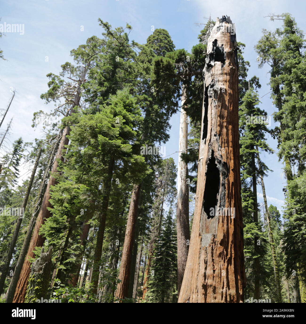 in USA inside sequoia national park the beauty of amazing nature ...