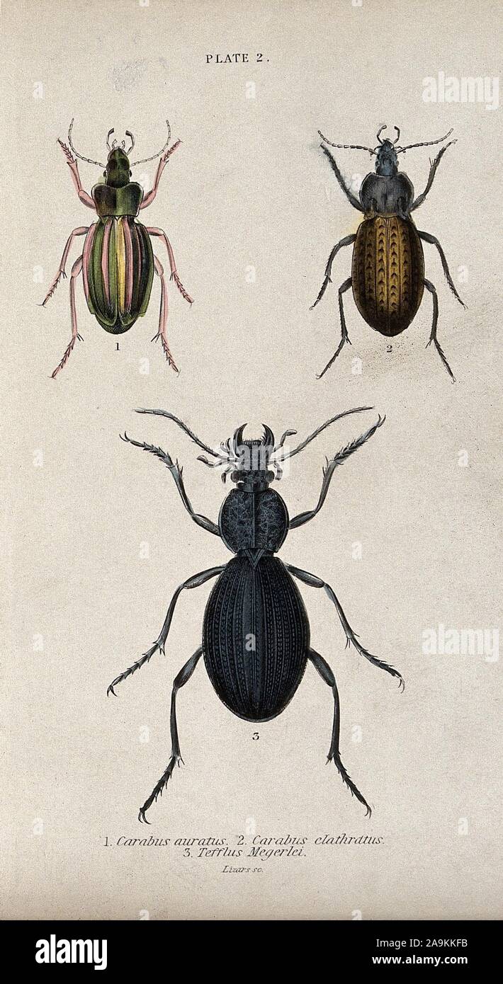 Three insects hi-res stock photography and images - Alamy