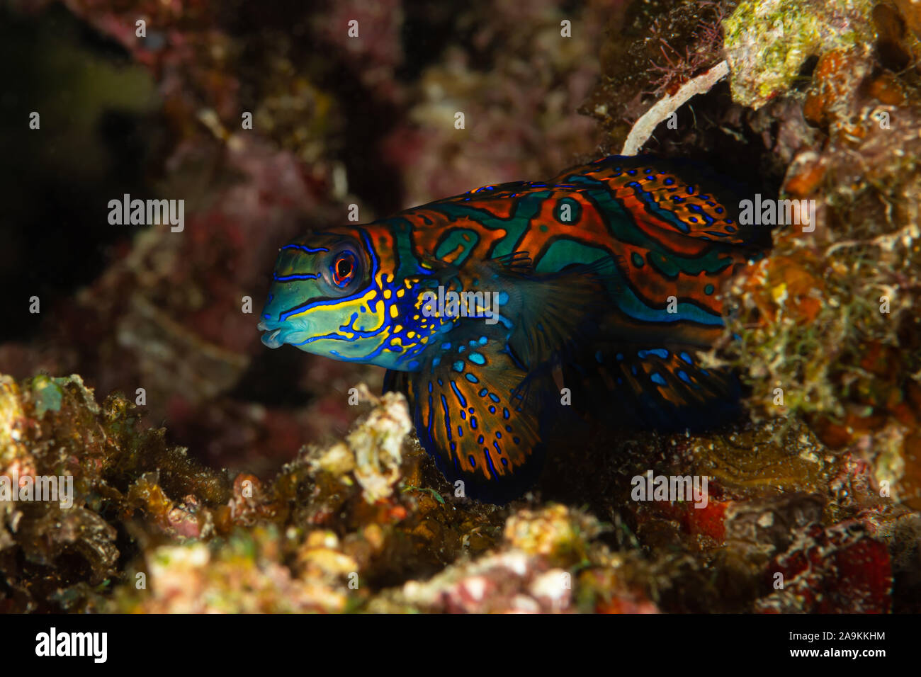 Mandarinfish High Resolution Stock Photography and Images - Alamy