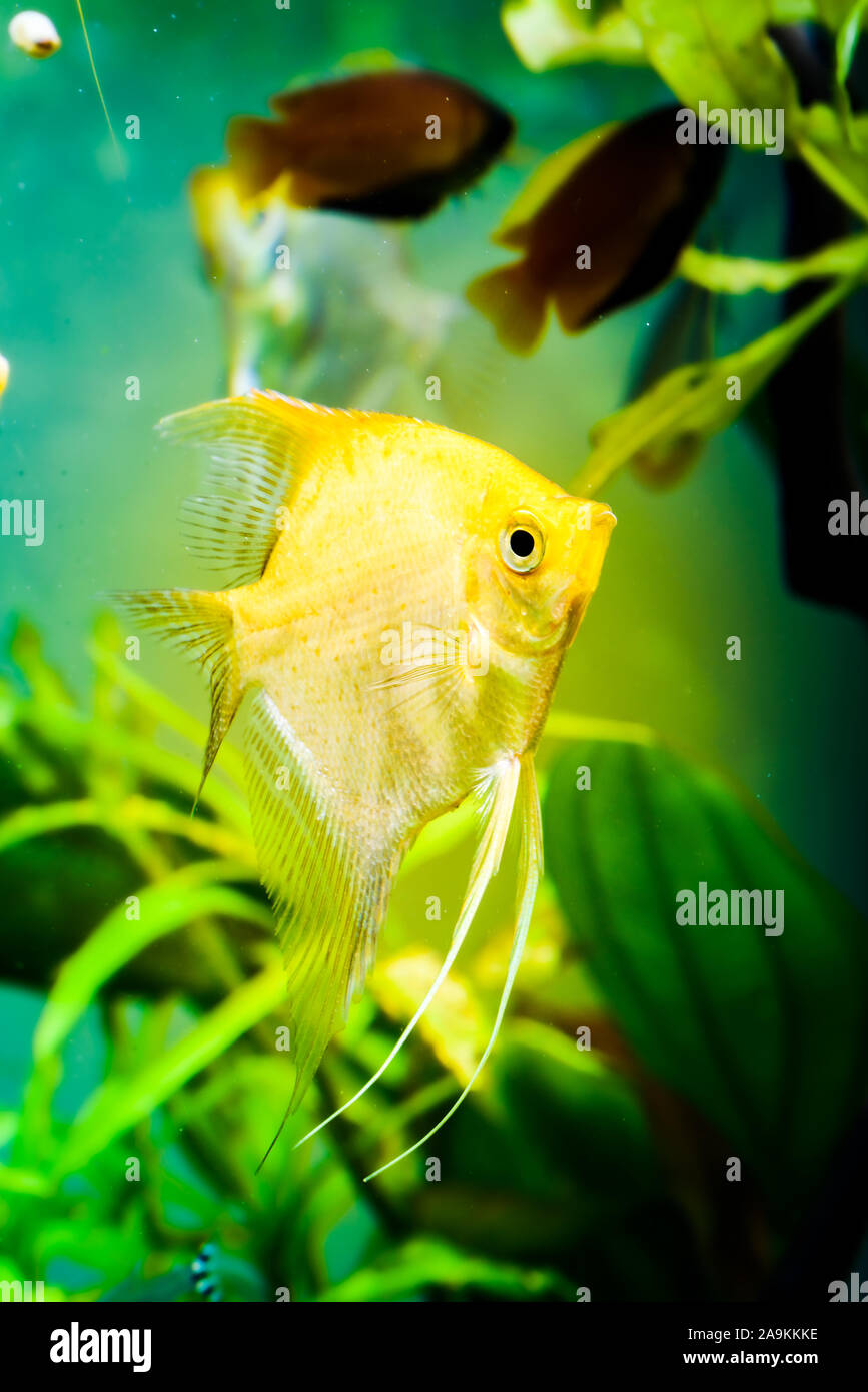 Freshwater Yellow Angelfish
