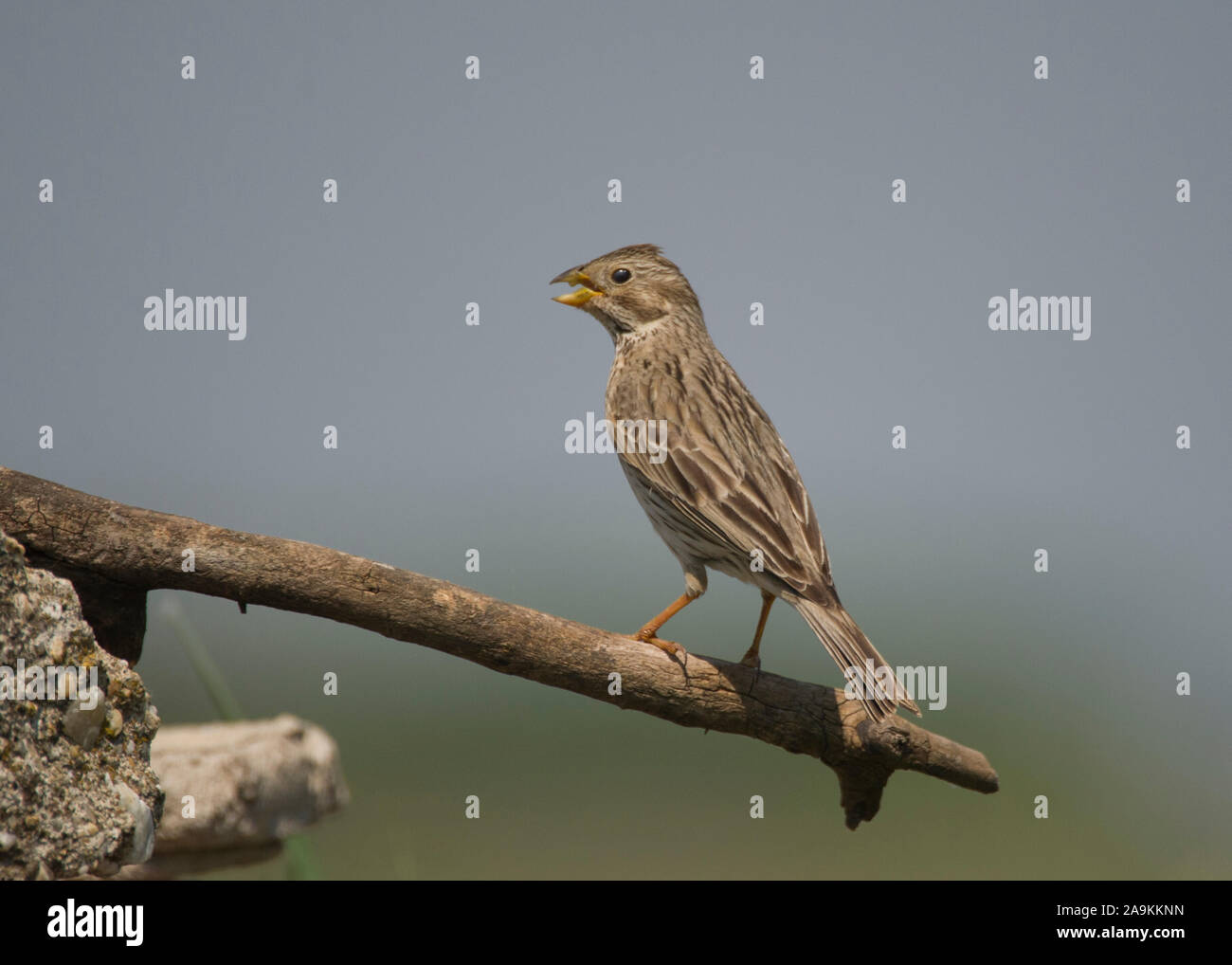 Bunting corn (Miliaria calandra), breeding adult calling from perch, in ...
