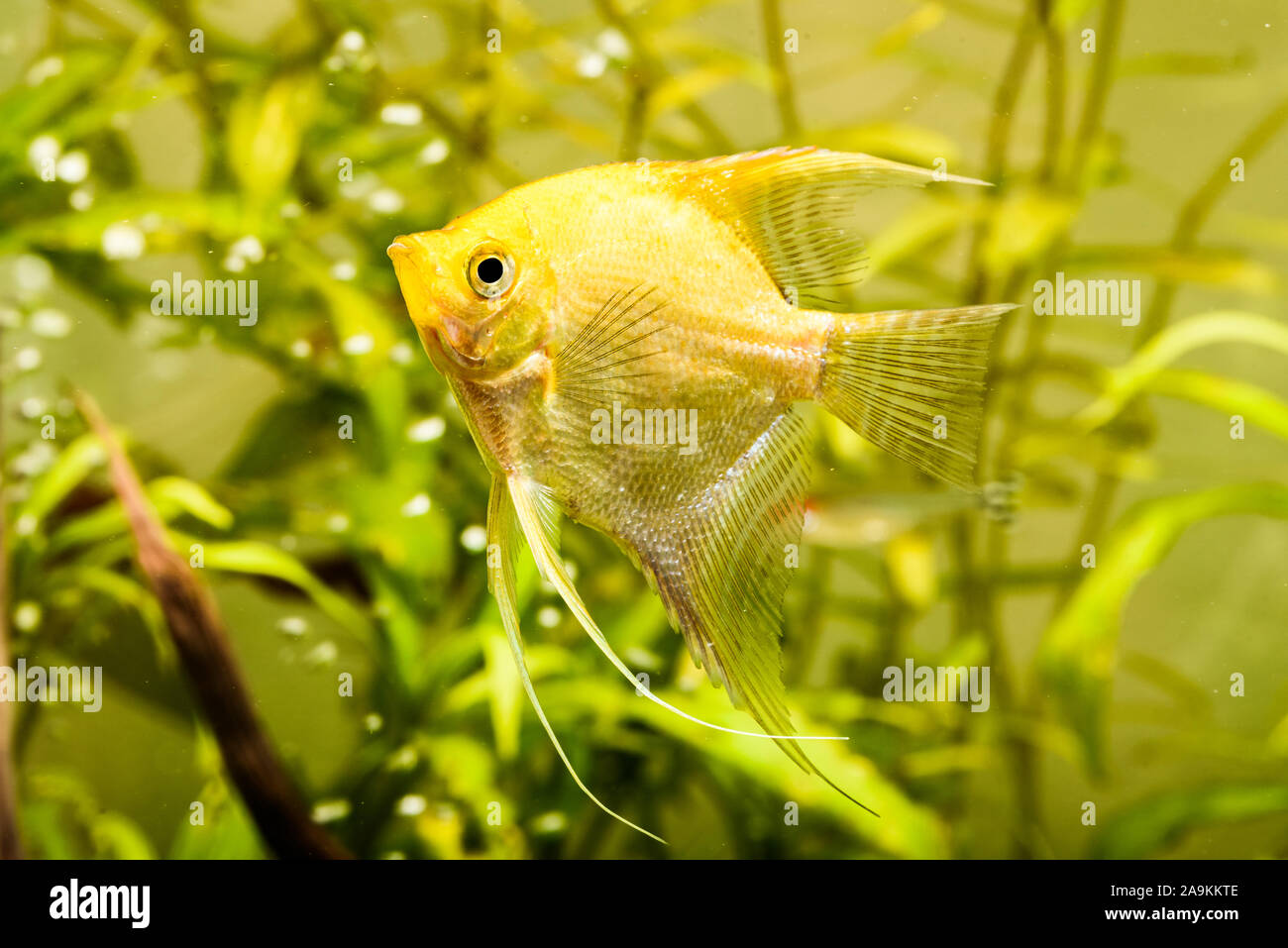 Freshwater Yellow Angelfish