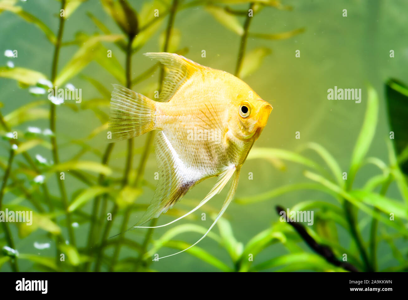 Gold Angelfish