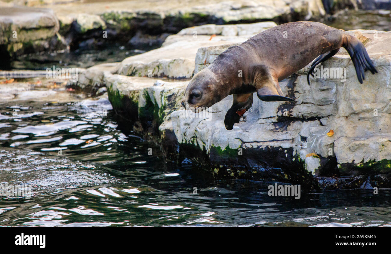 Seal jumping in the water hi-res stock photography and images - Alamy