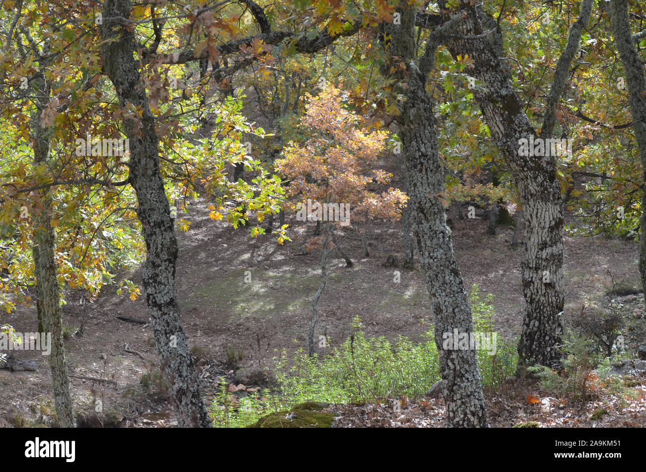 Robledo de las Hoyas oak forest in Sierra Madrona natural park, an ...