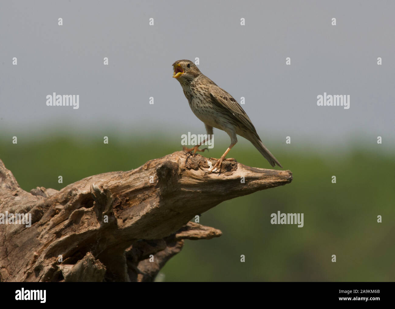 Bunting corn (Miliaria calandra), breeding adult calling from perch, in ...
