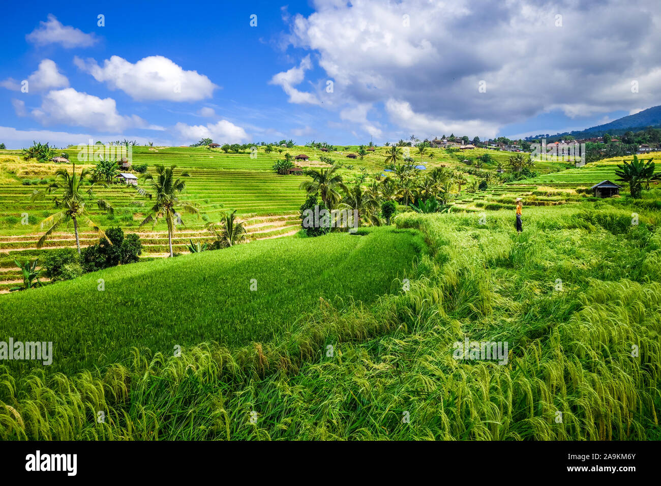 Jatiluwih paddy field rice terraces in Bali, Indonesia Stock Photo - Alamy