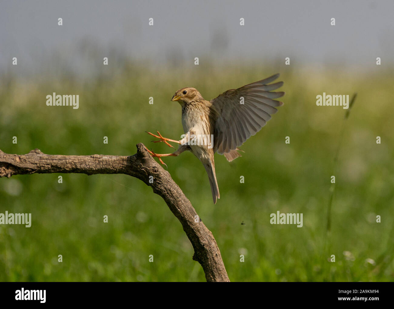 Bunting corn (Miliaria calandra), breeding adult landing on perch, in ...