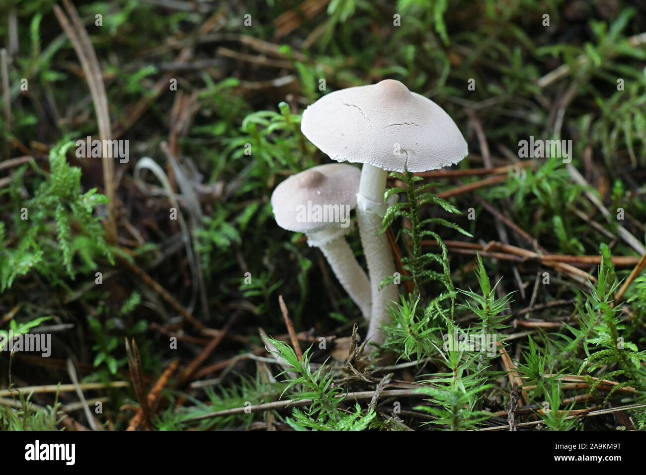 Cystoderma carcharias, known as the Pearly Powdercap, wild mushroom ...