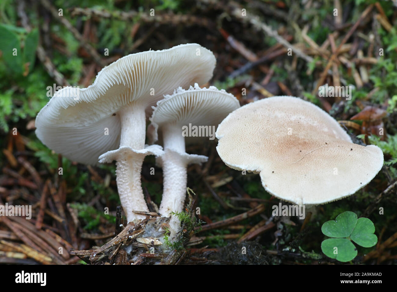 Cystoderma carcharias, known as the Pearly Powdercap, wild mushroom ...