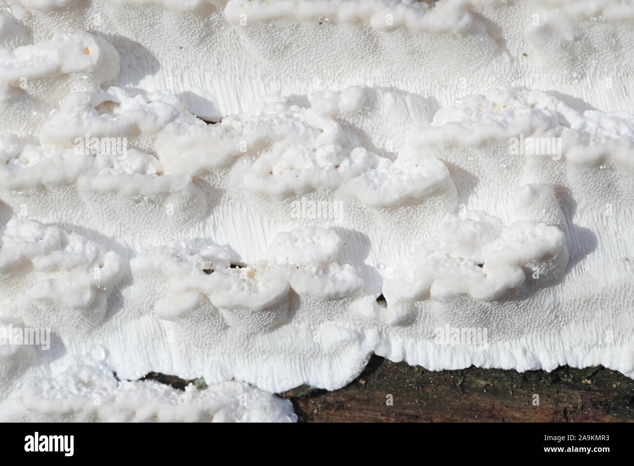 Coriolellus serialis hi-res stock photography and images - Alamy