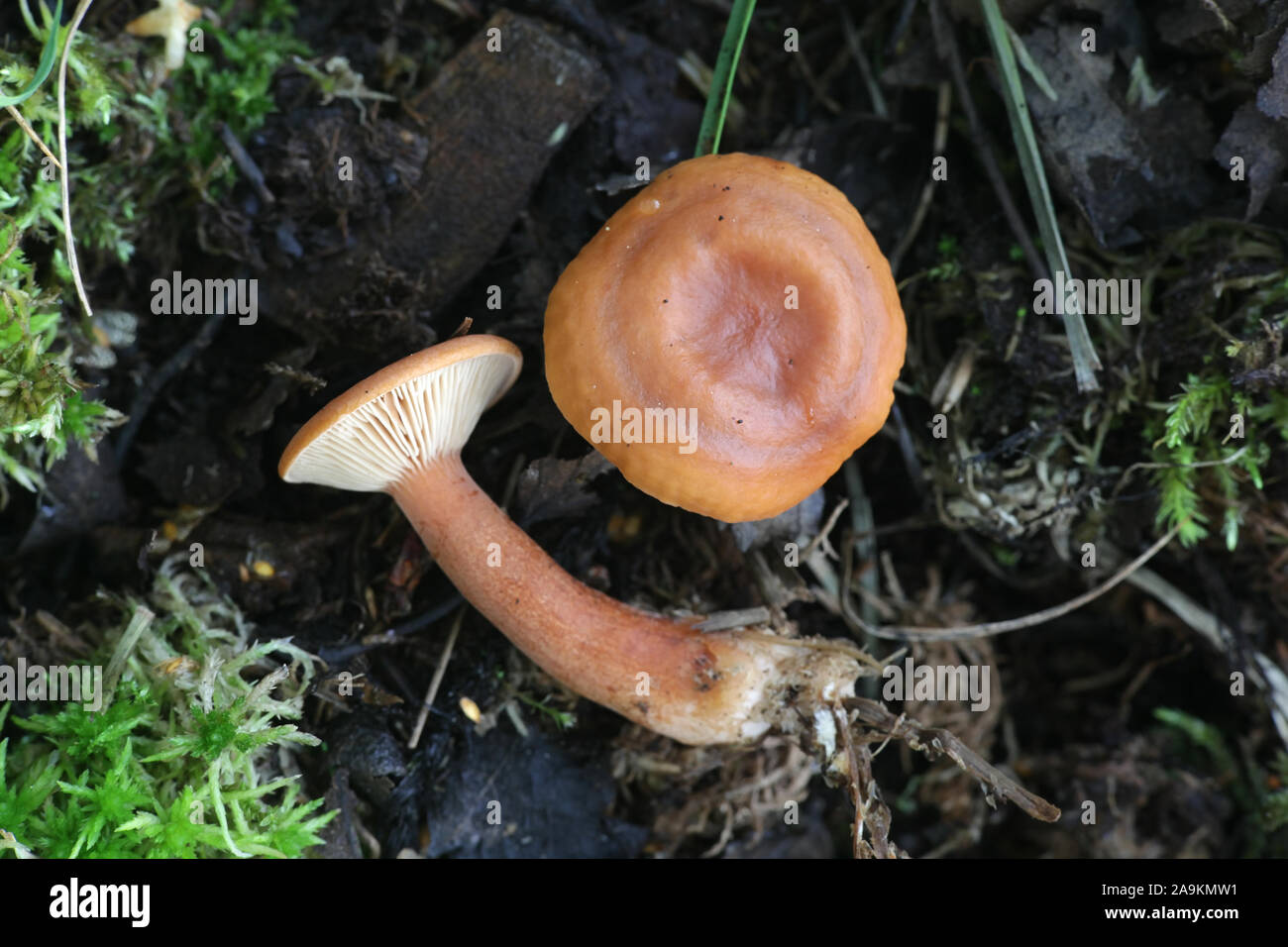Lactarius decipiens hi-res stock photography and images - Alamy