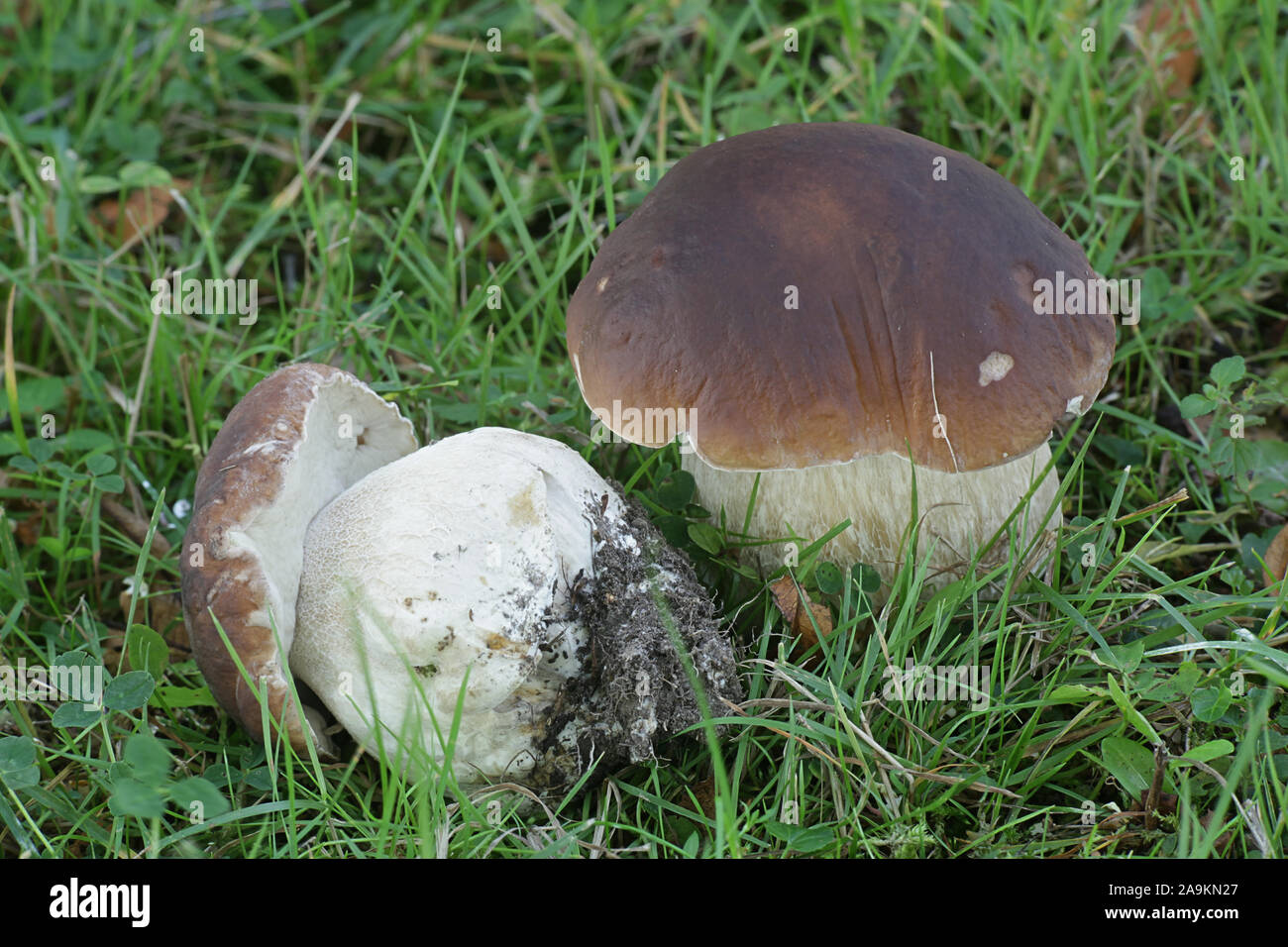 Boletus reticulatus (formerly Boletus aestivalis), known as the Summer ...