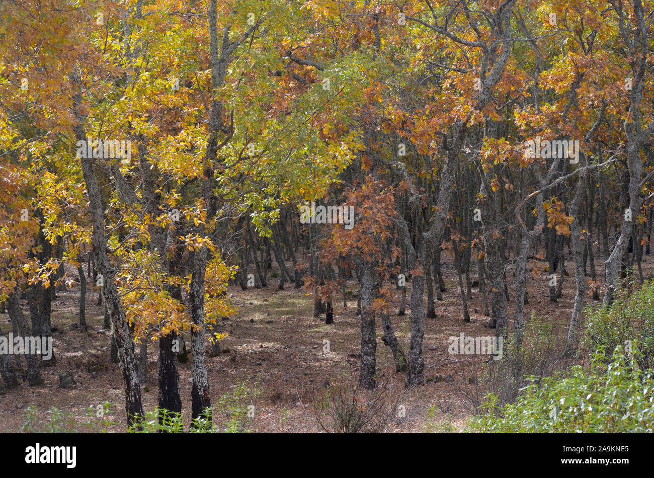 Robledo de las Hoyas oak forest in Sierra Madrona natural park, an ...