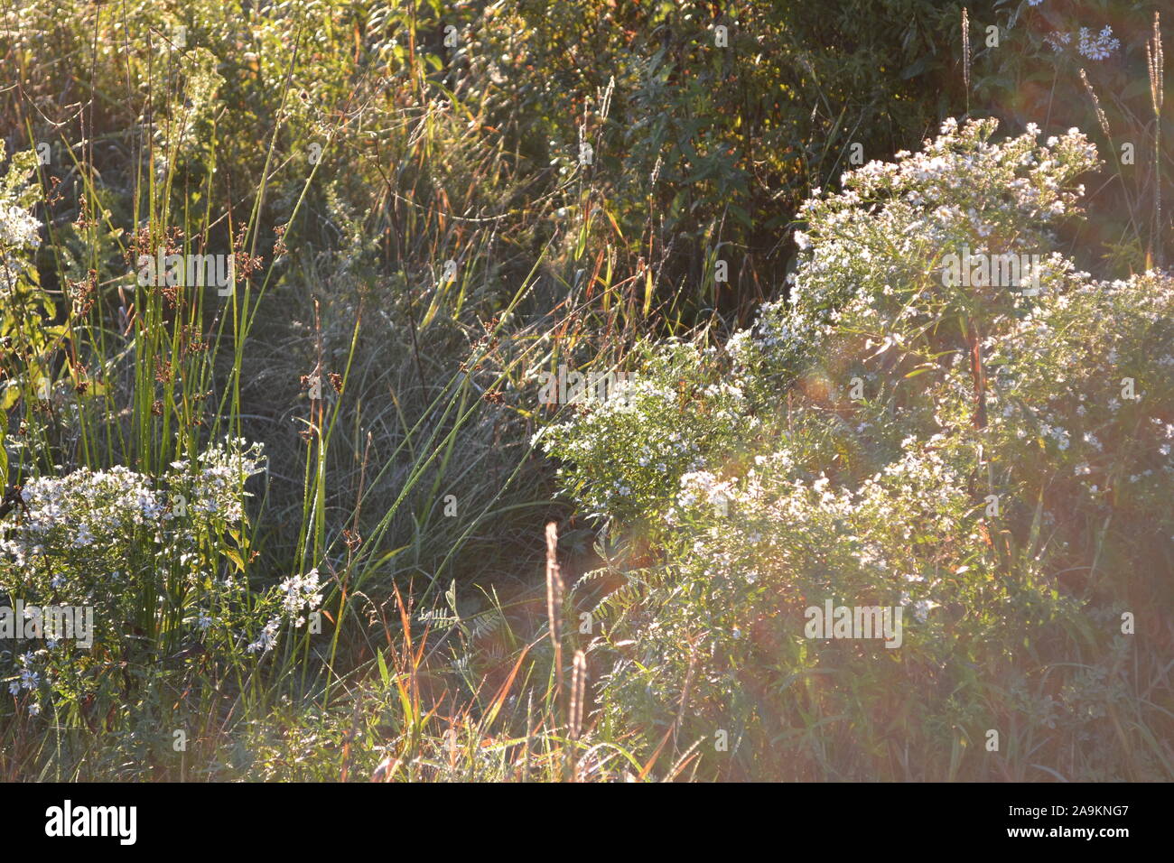 Fluffy grasses in morning light Stock Photo - Alamy