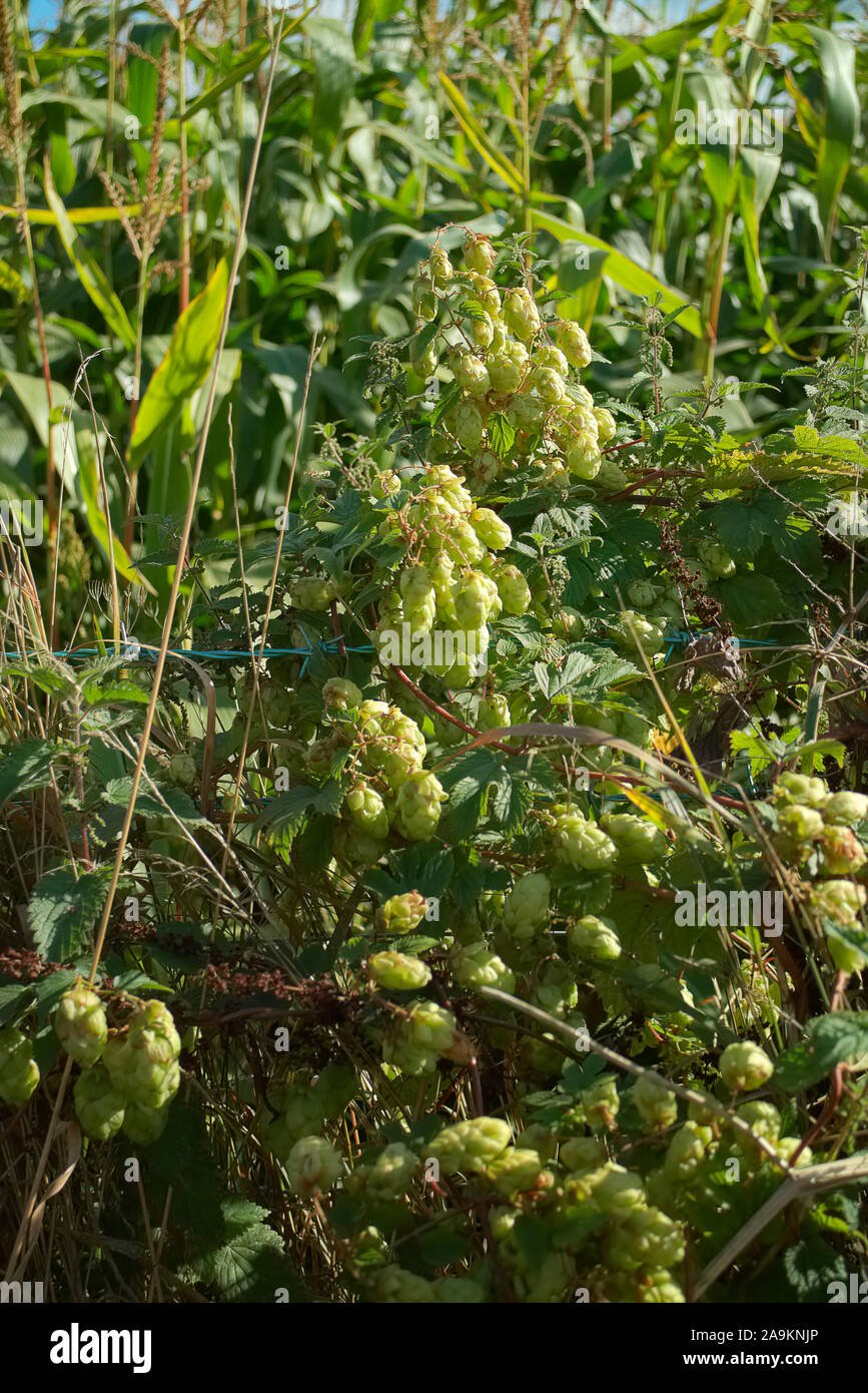 Wild hops hi-res stock photography and images - Alamy