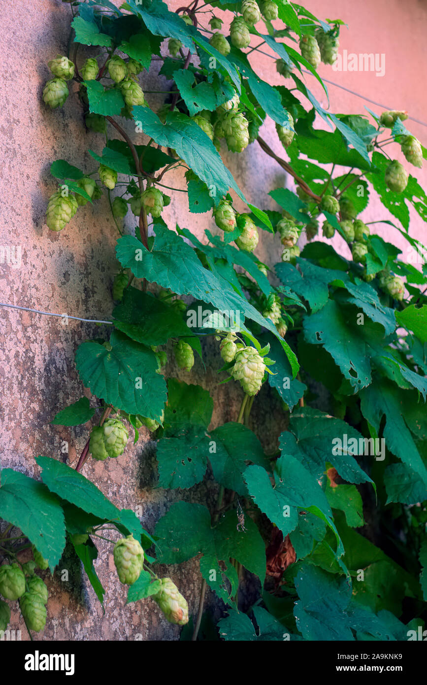 Humulus Lupulus Aureus High Resolution Stock Photography and Images - Alamy