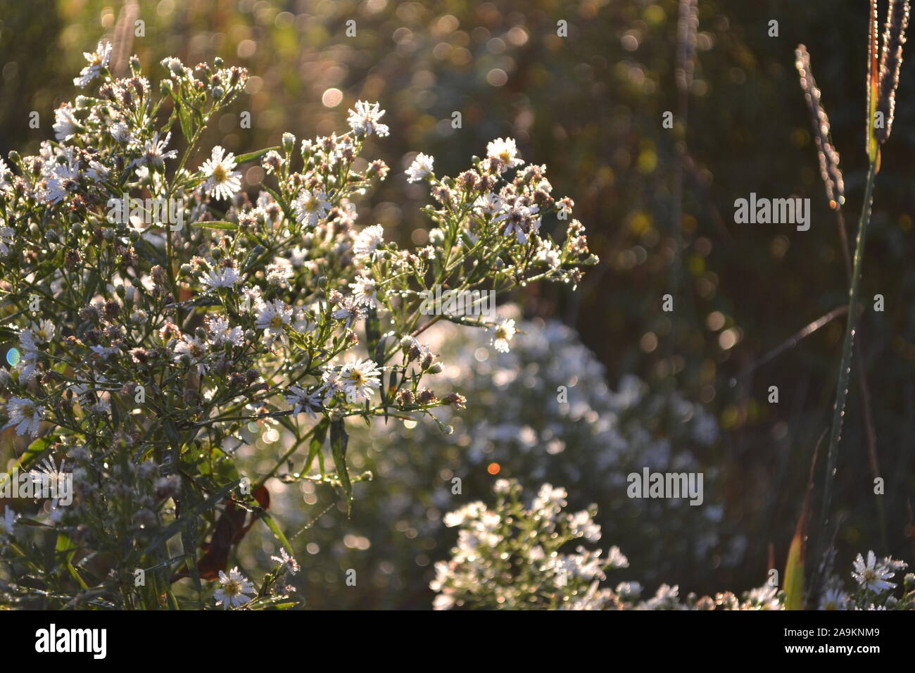 Fluffy grasses in morning light Stock Photo - Alamy