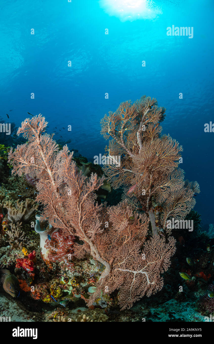sea fan or gorgonian on the slope of a coral reef with visible water ...