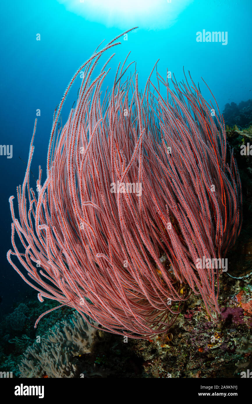 Coral reef slope hi-res stock photography and images - Alamy