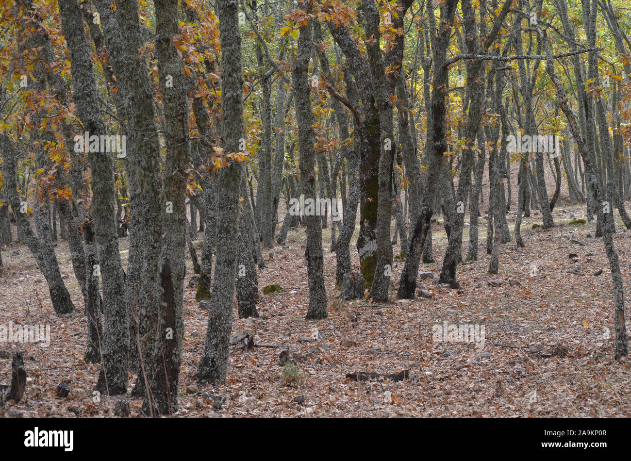 Robledo de las Hoyas oak forest in Sierra Madrona natural park, an ...