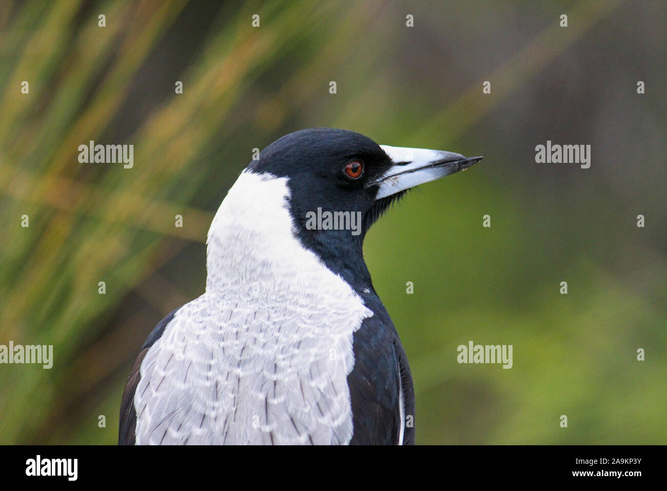 Magpie Feather High Resolution Stock Photography and Images - Alamy