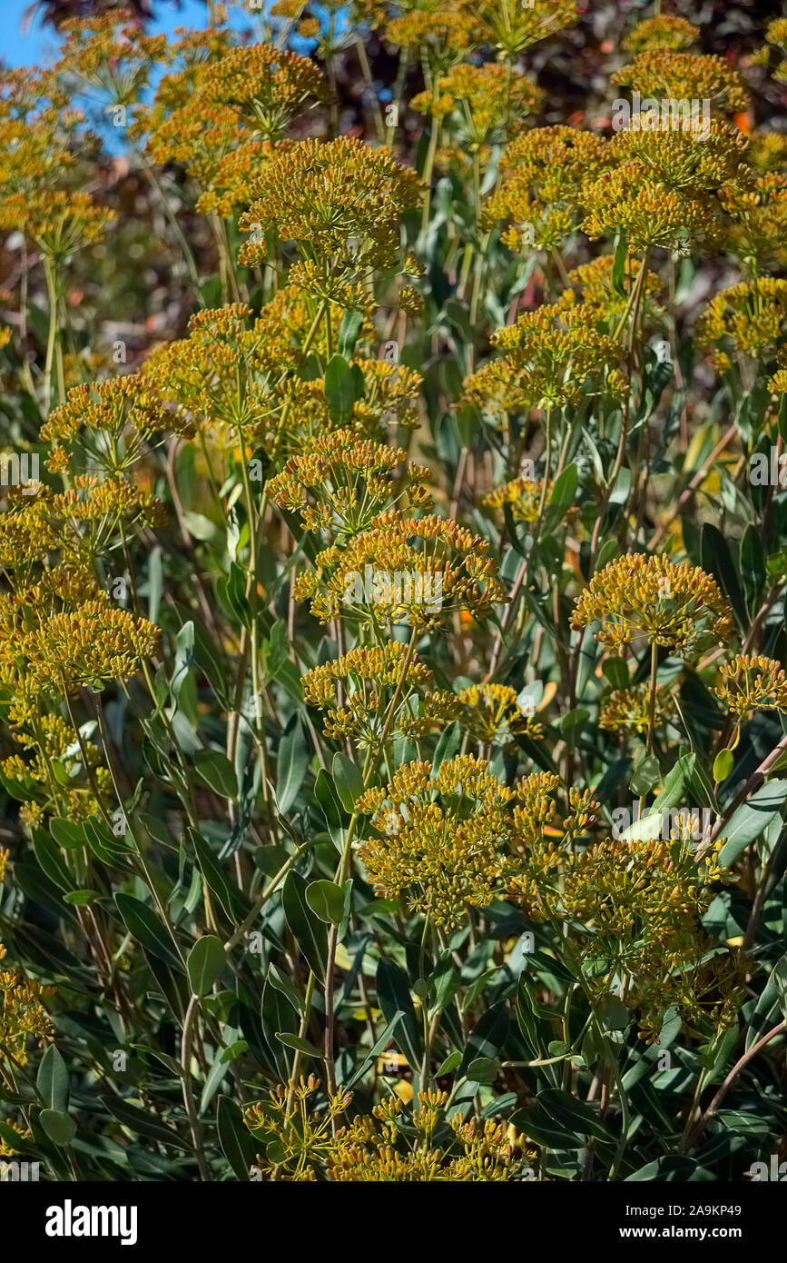 Bupleurum High Resolution Stock Photography and Images - Alamy