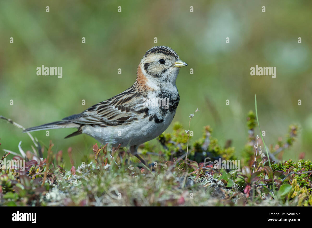 Lapland Birds High Resolution Stock Photography and Images - Alamy