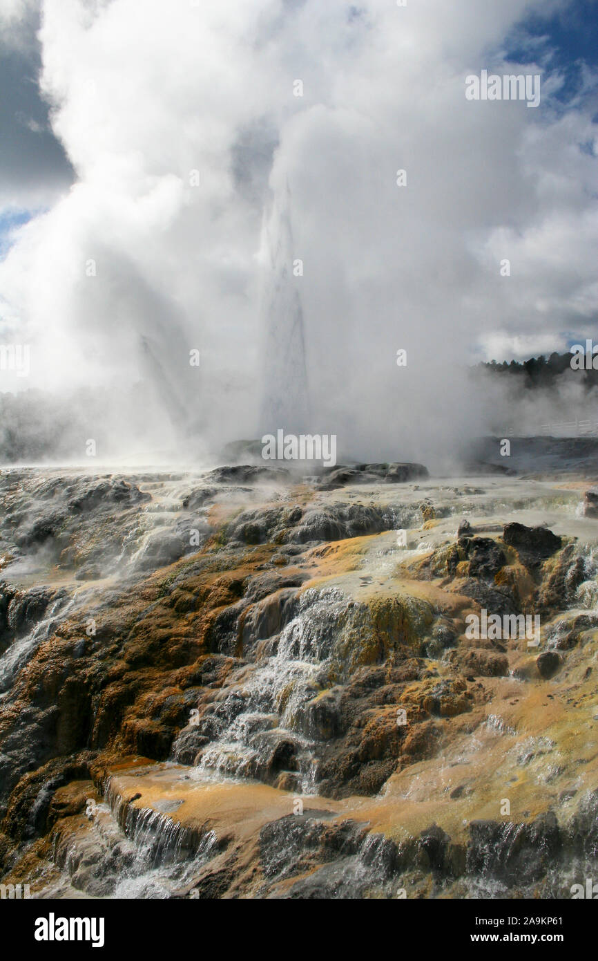 Geothermal Geyser Erupting at Rotorua, New Zealand Stock Photo - Alamy