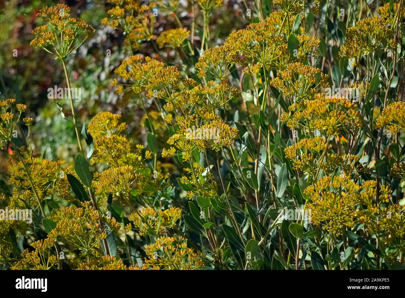 Bupleurum High Resolution Stock Photography and Images - Alamy