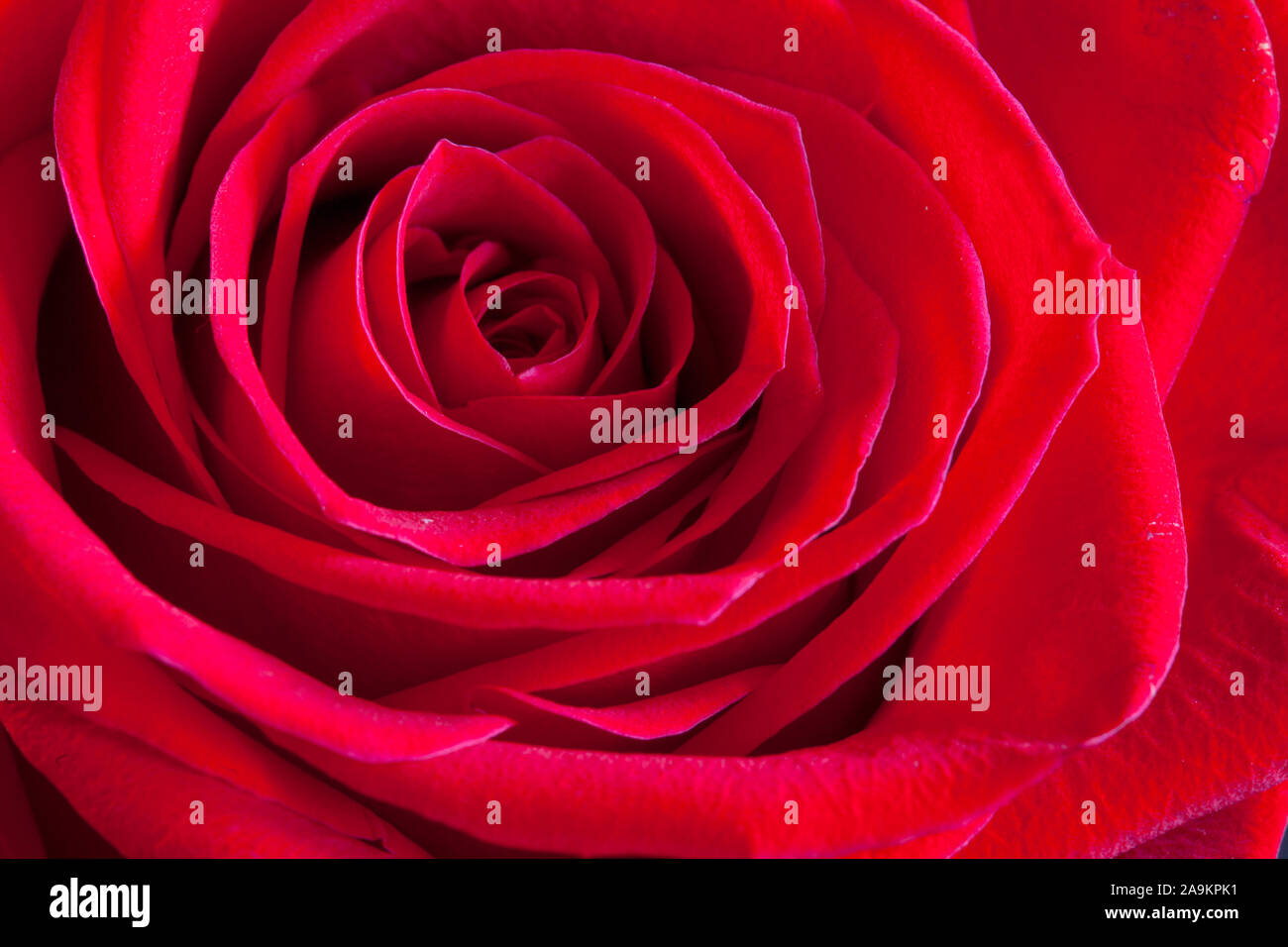 Macro rose hi-res stock photography and images - Alamy