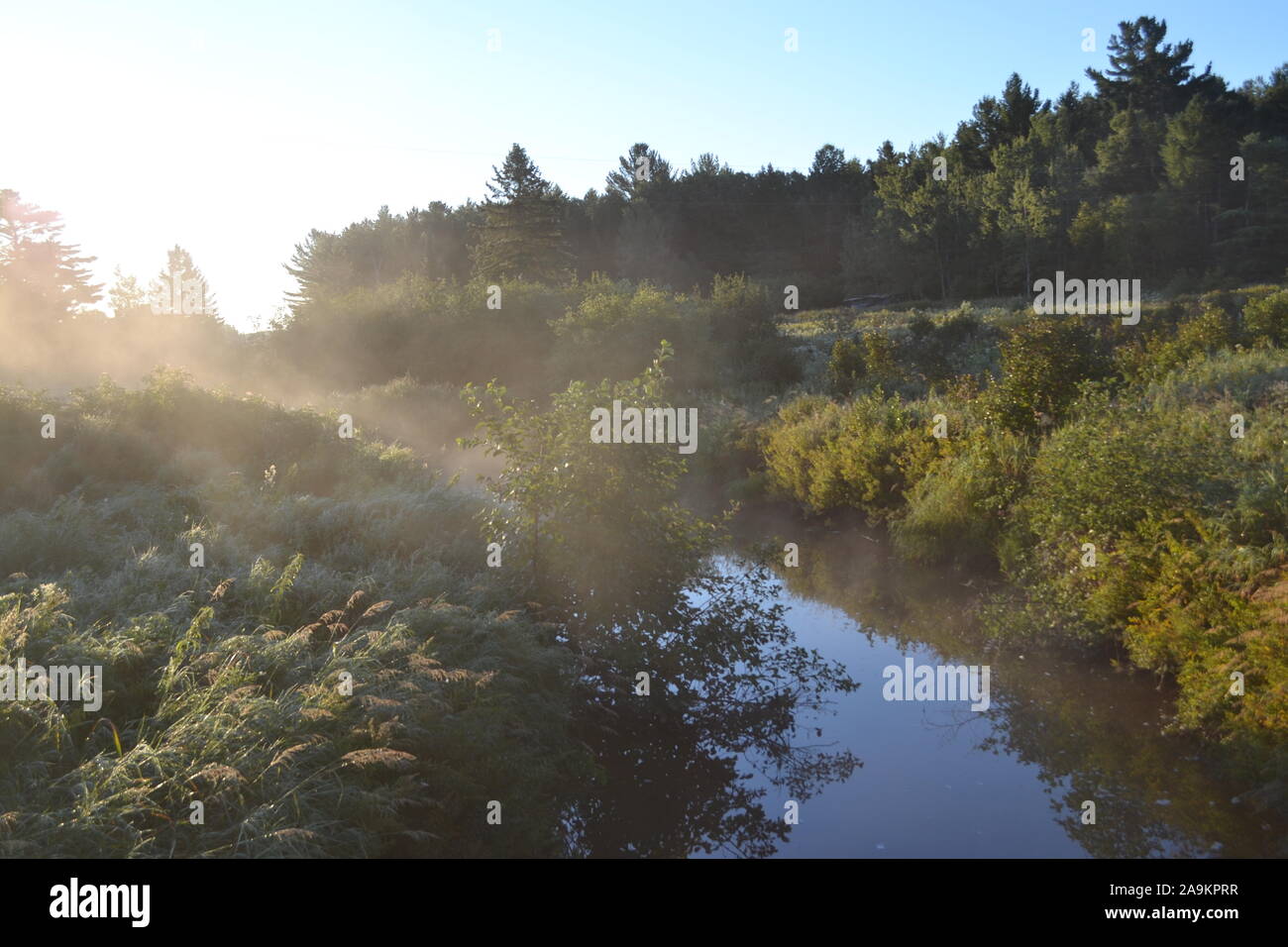 Morning sun on small river in summer Stock Photo - Alamy