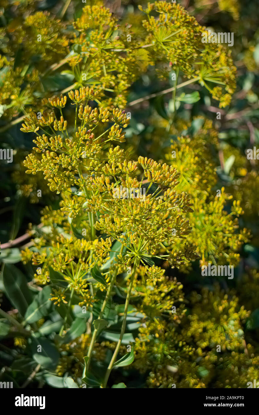 Bupleurum fruticosum hi-res stock photography and images - Alamy