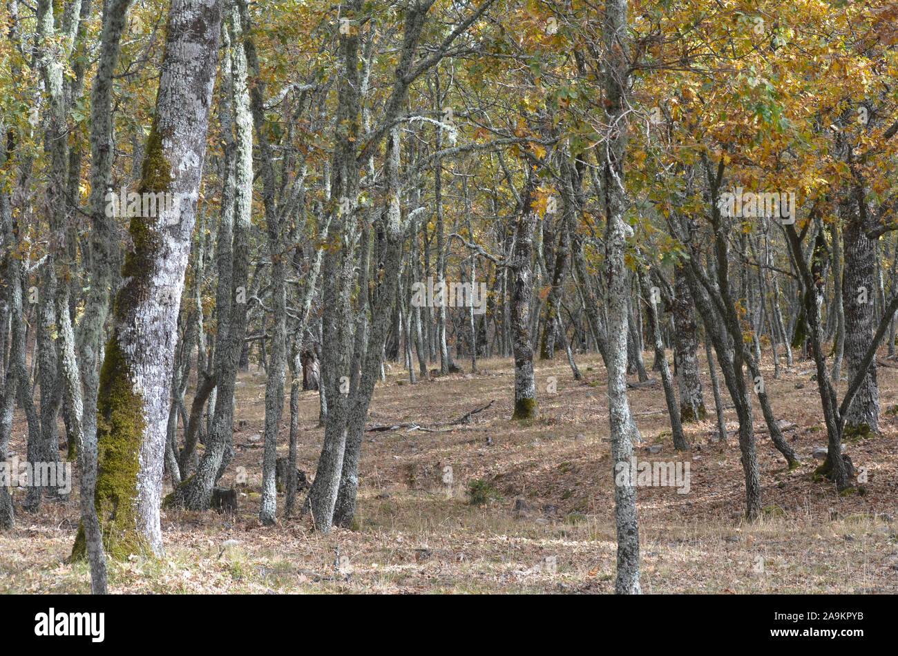 Robledo de las Hoyas oak forest in Sierra Madrona natural park, an ...