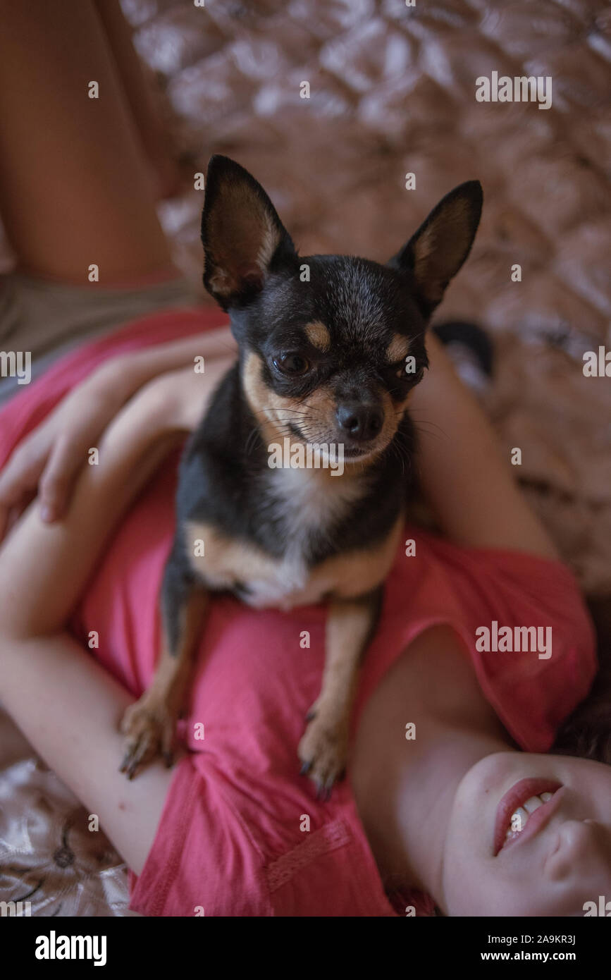 Child girl plays with little dog black hairy chihuahua doggy. Girl in ...