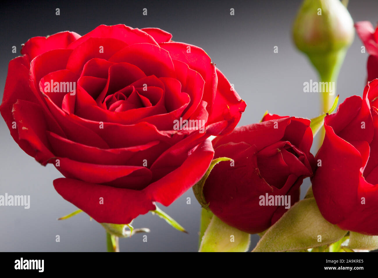 Red rose macro style hi-res stock photography and images - Alamy