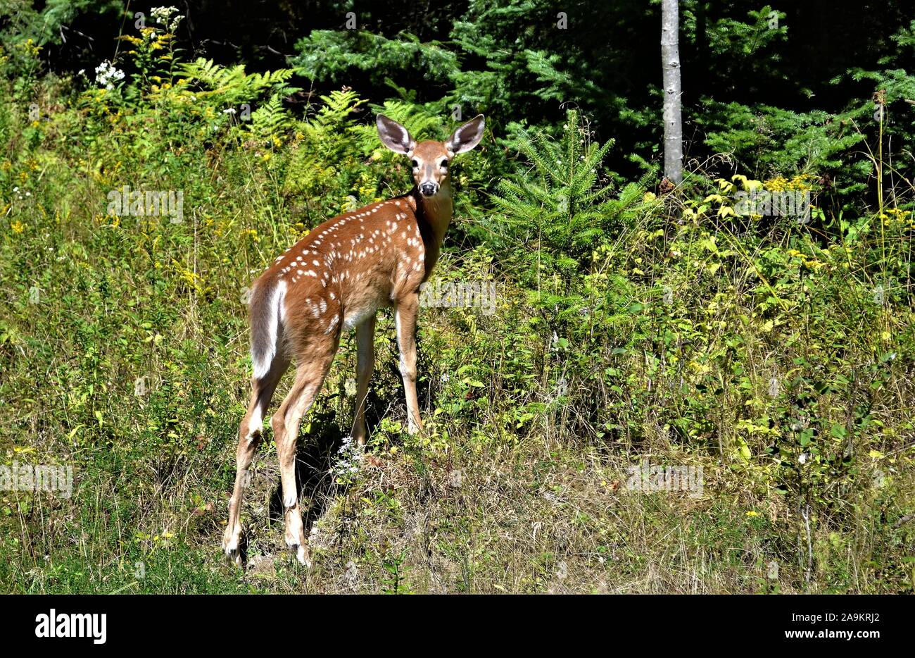 Young deer looking back Stock Photo - Alamy