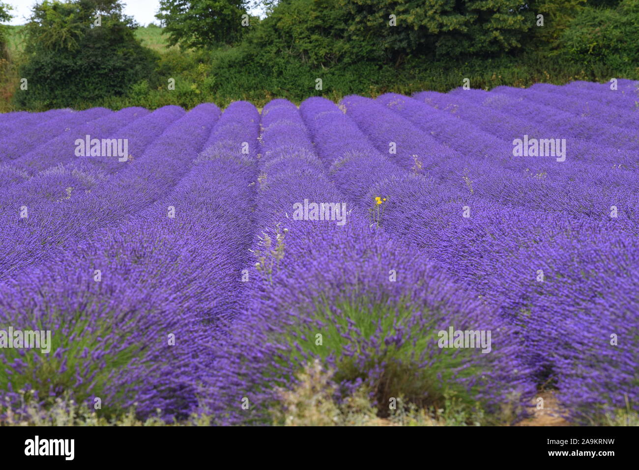 Lavender Festival at Castle Farm, Kent Stock Photo - Alamy