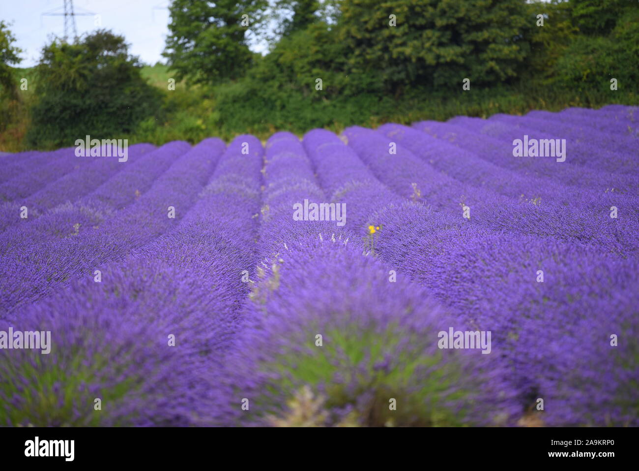 Lavender Festival at Castle Farm, Kent Stock Photo - Alamy