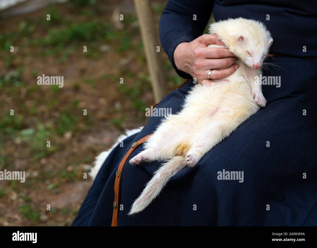Sleeping ferret hi-res stock photography and images - Alamy