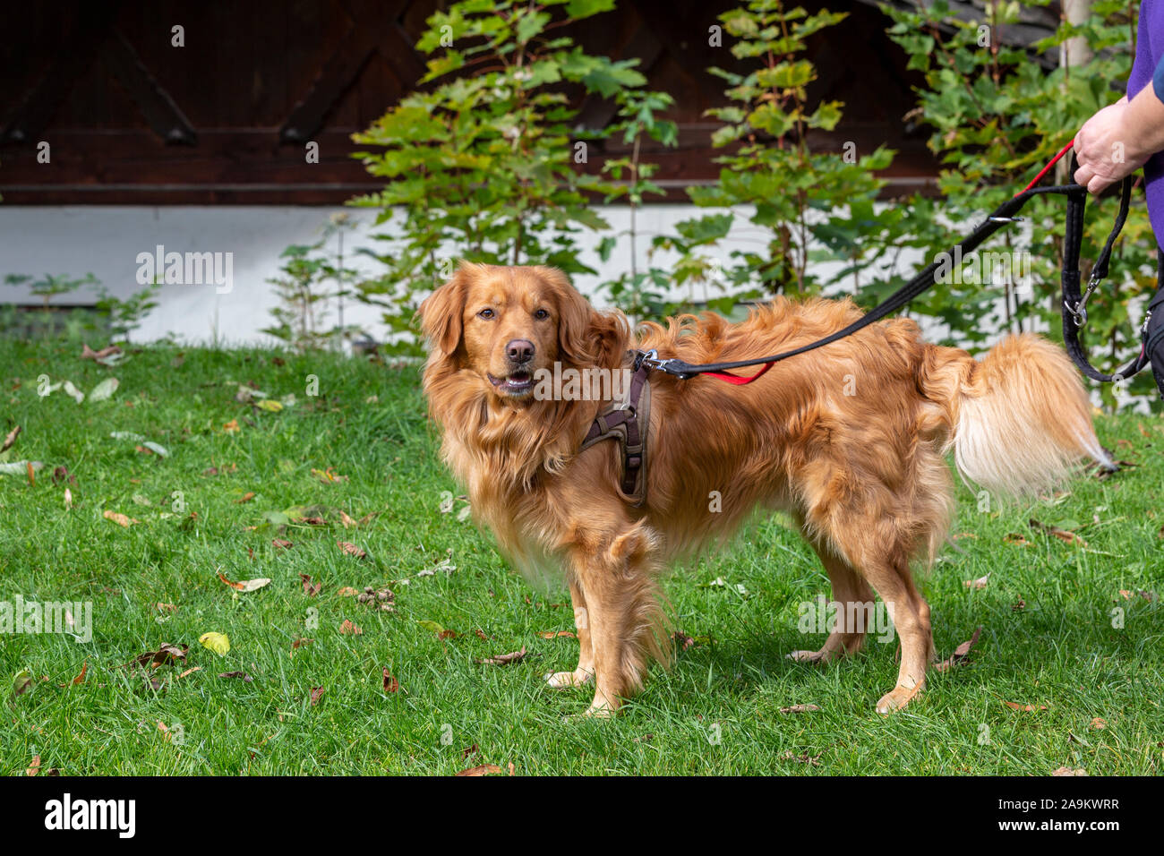 The dog of red color with his owner at the house in the meadow Stock ...