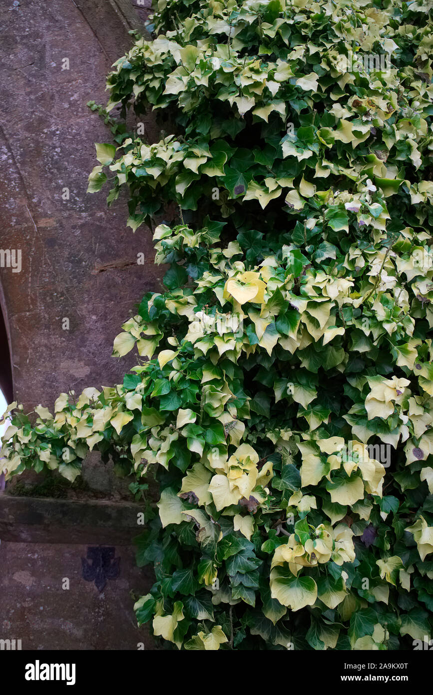 Hedera helix buttercup hi-res stock photography and images - Alamy