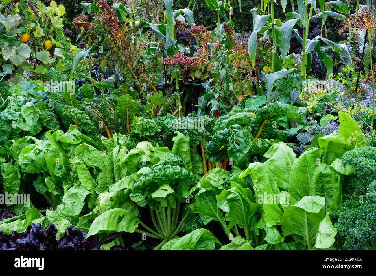 Mixture variety hi-res stock photography and images - Alamy