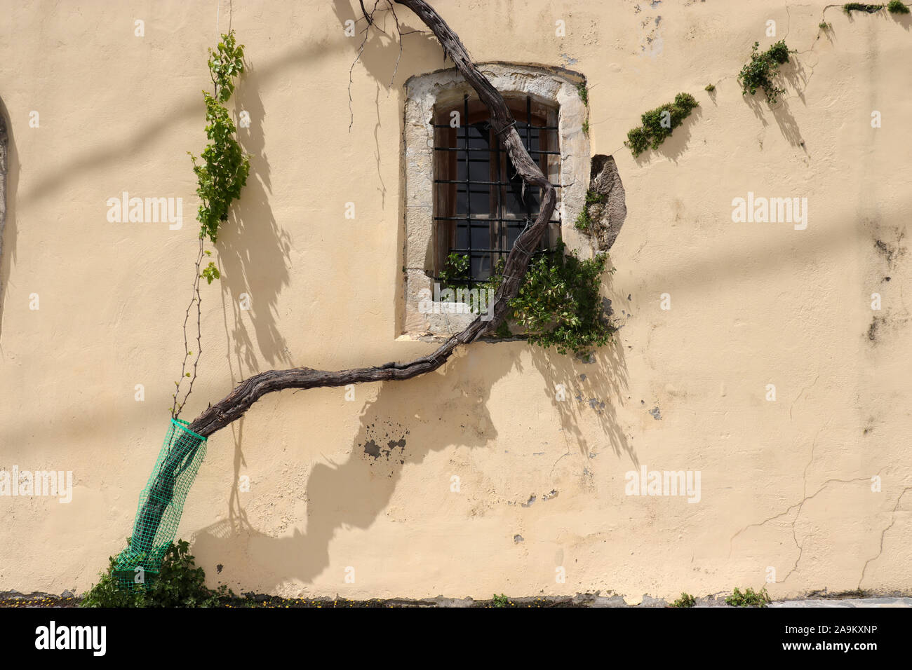 Vine growing across Window in Ancient Lappa Crete Stock Photo - Alamy