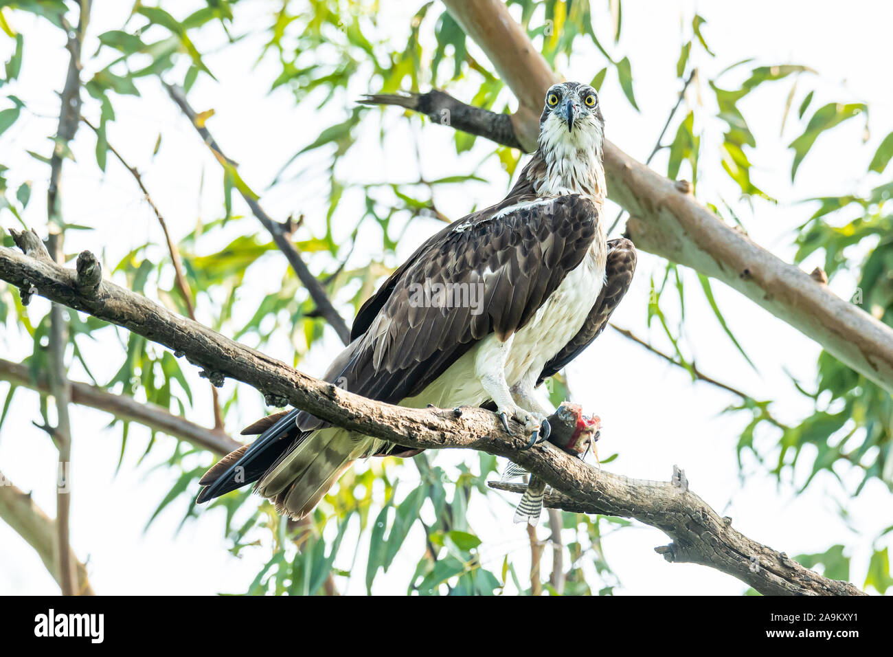 Western Osprey grabbing a freshwater fish perching on a tree Stock ...
