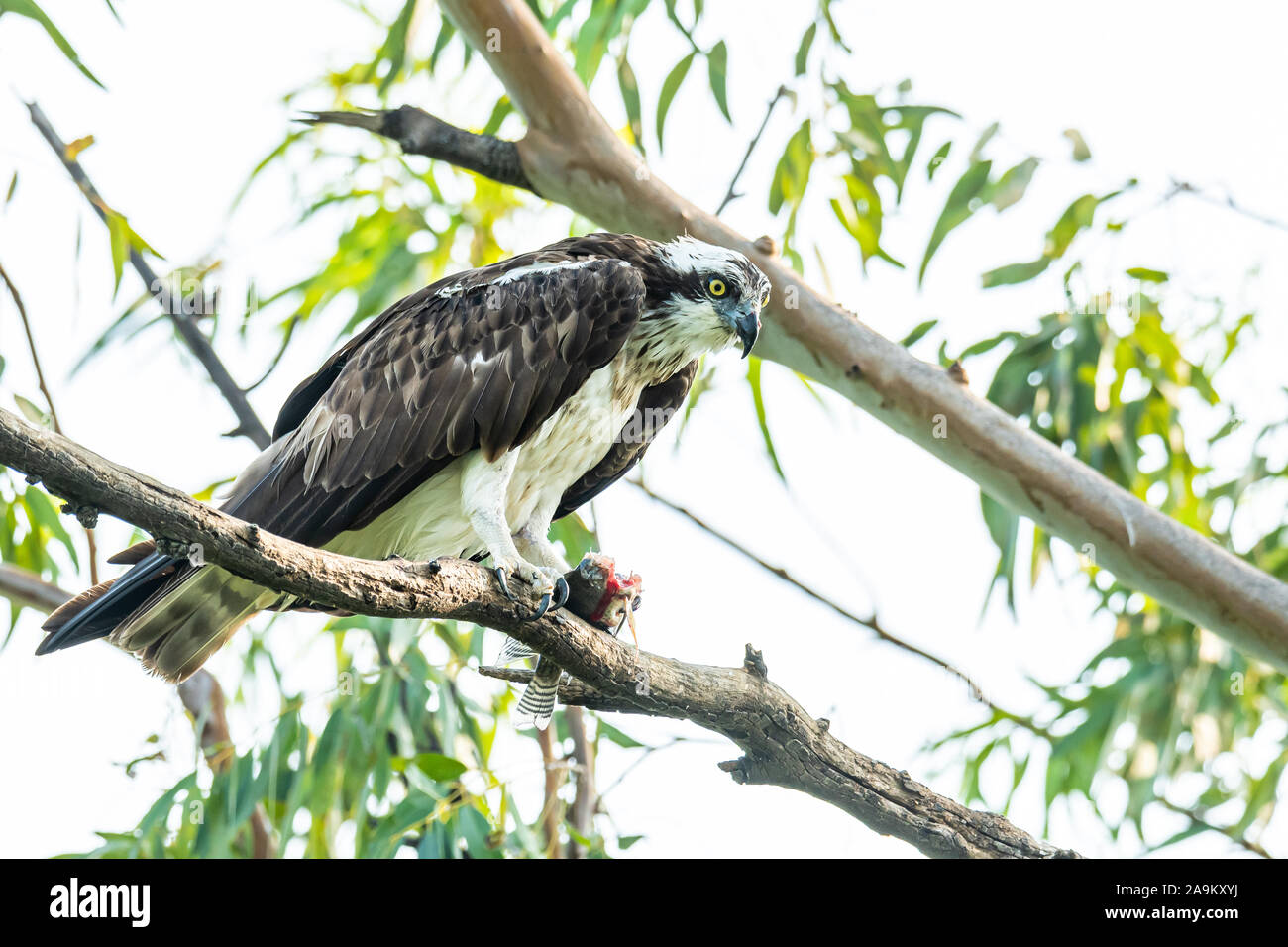 Western Osprey grabbing a freshwater fish perching on a tree Stock ...