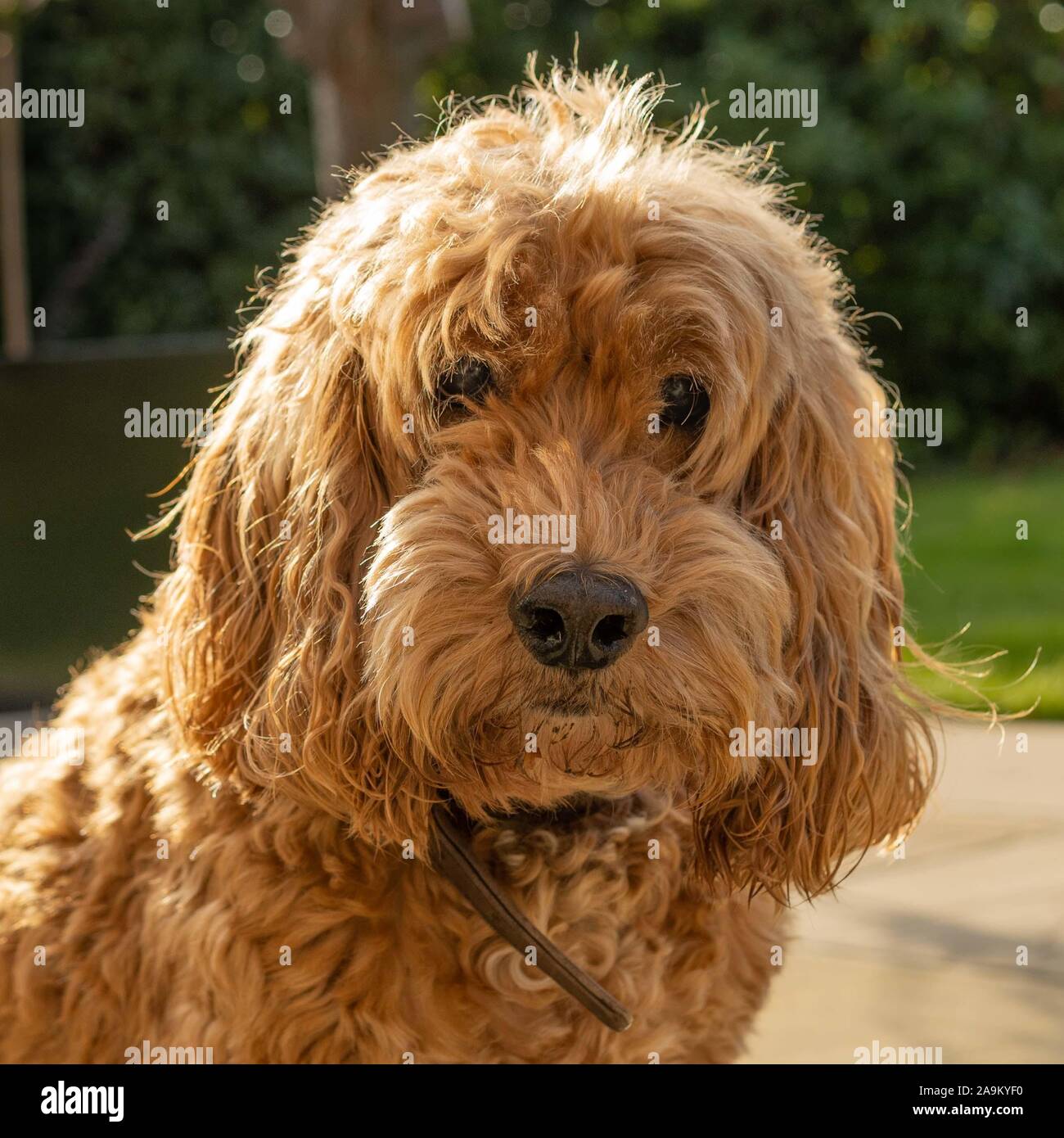 Cocker poodle hi-res stock photography and images - Alamy