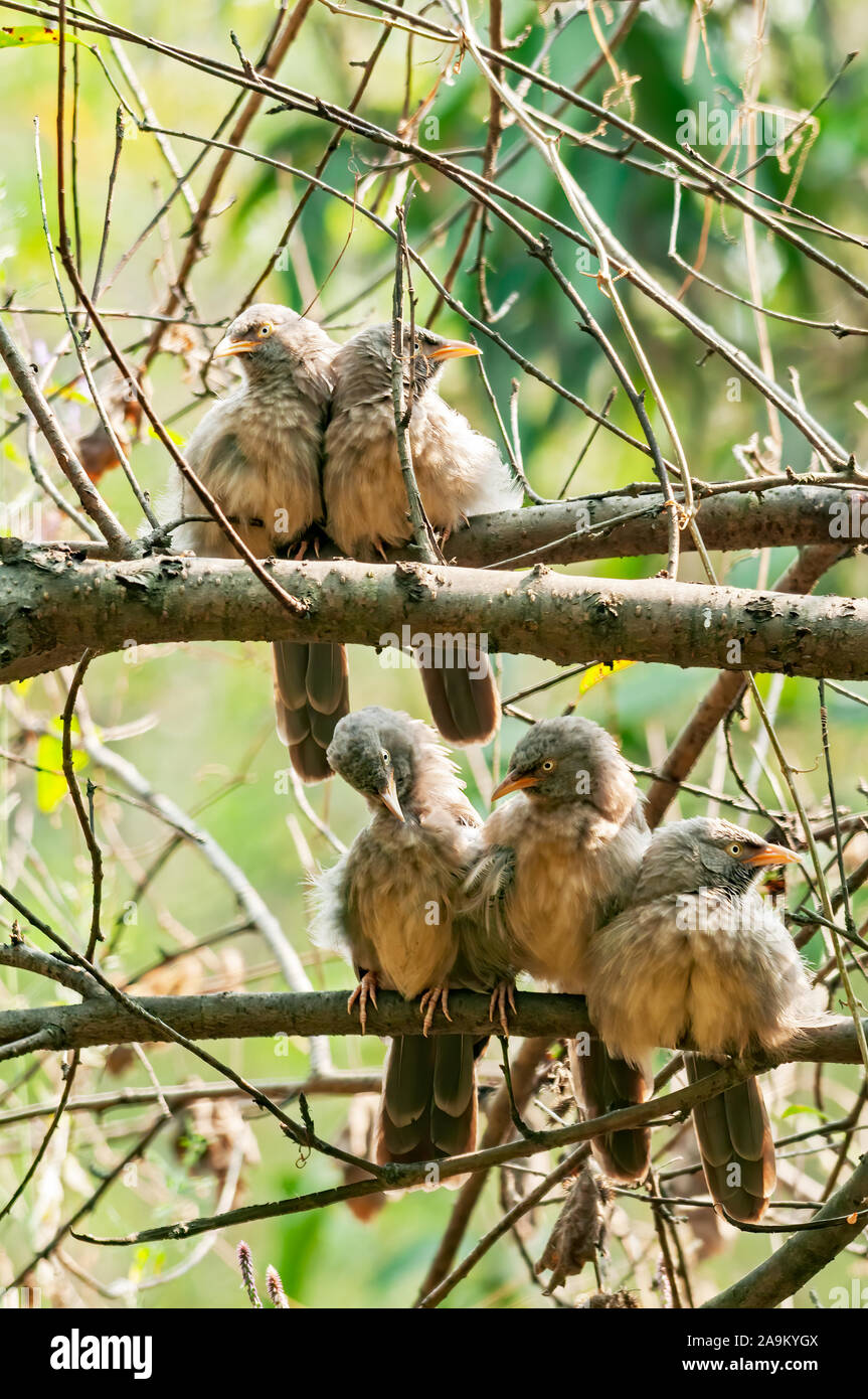 A busy group of jungle babblers on a tree Stock Photo - Alamy