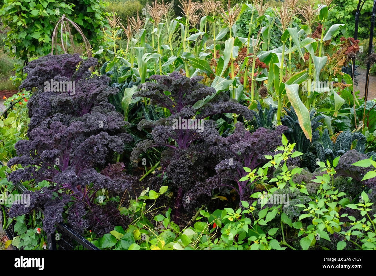 Sweetcorn growing garden hi-res stock photography and images - Alamy